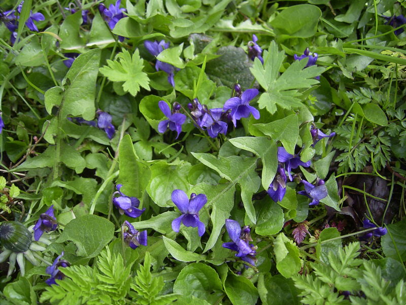 Marts-Viol (Viola odorata) – Danmarks naturguide