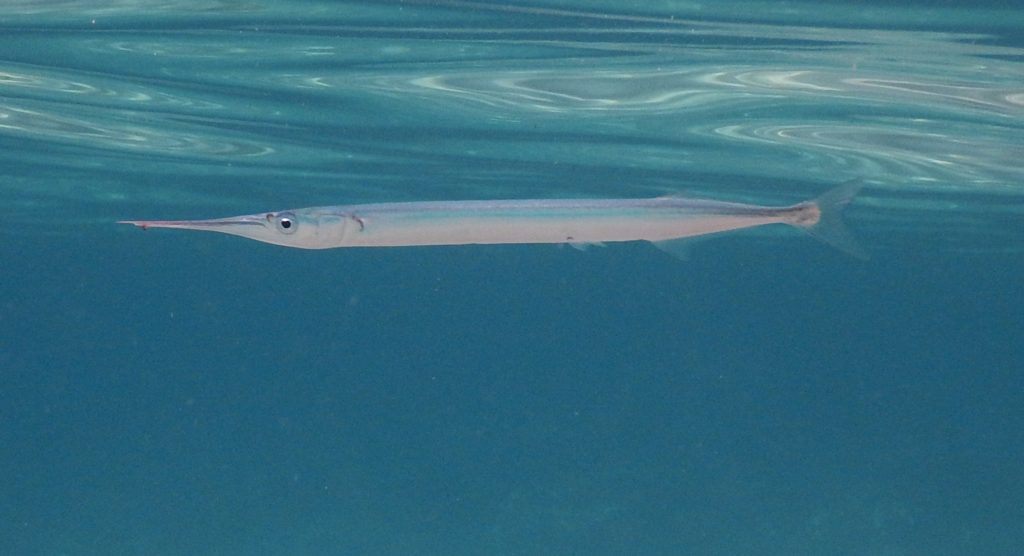 Hornfiskeri – En sjov oplevelse for hele familien – Danmarks naturguide