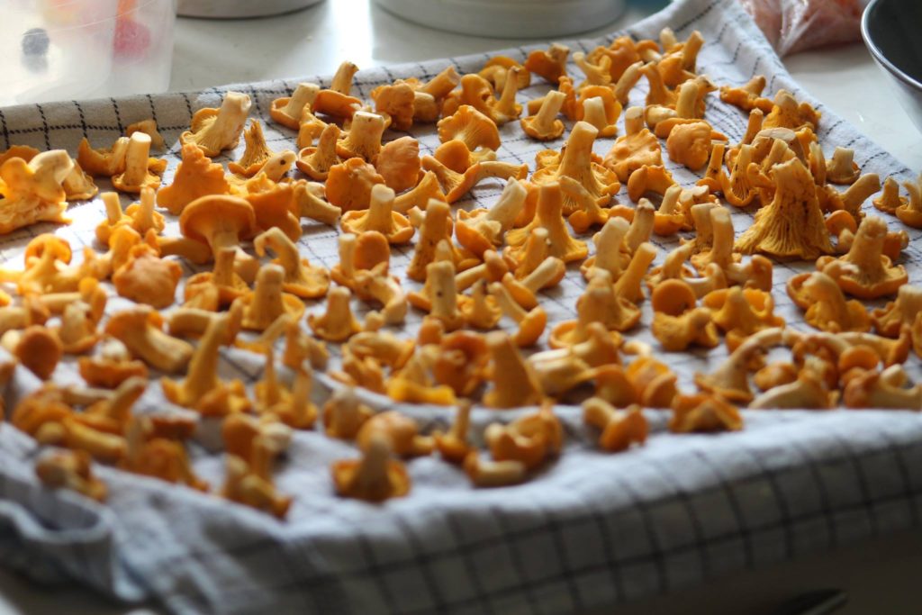 Almindelig kantarel – Danmarks naturguide