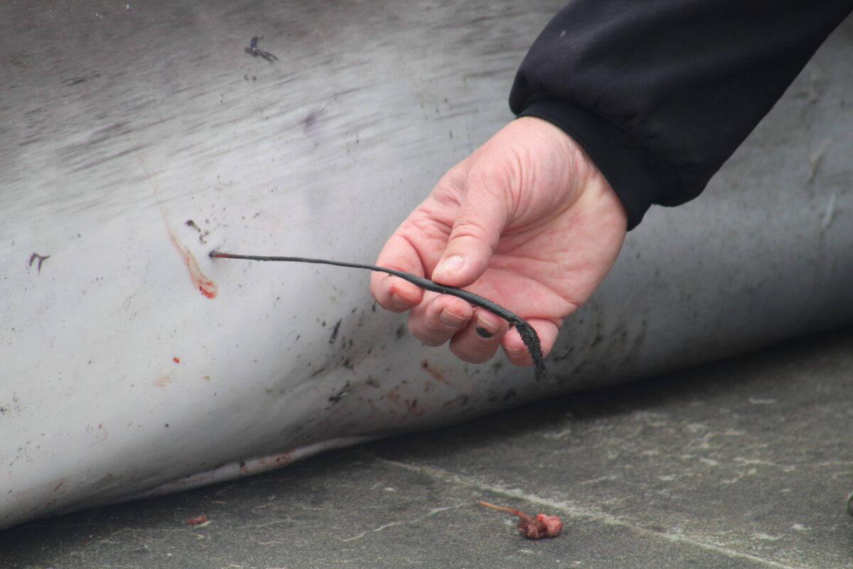 Parasitter og snyltere – Danmarks naturguide