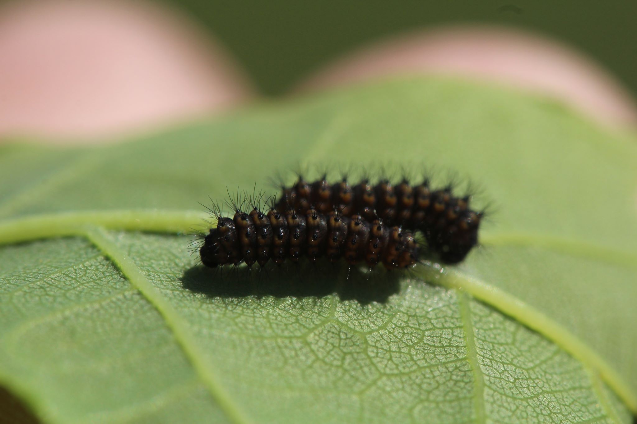 Sommerfugle larver – Danmarks naturguide