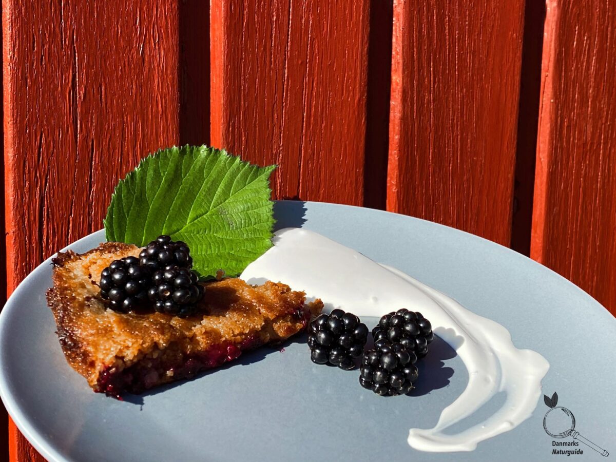 Brombærtærte – Danmarks naturguide