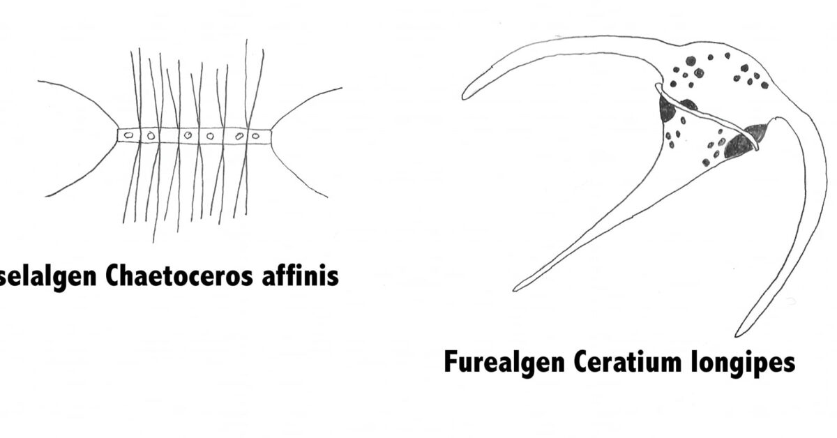 Furealger – Danmarks naturguide