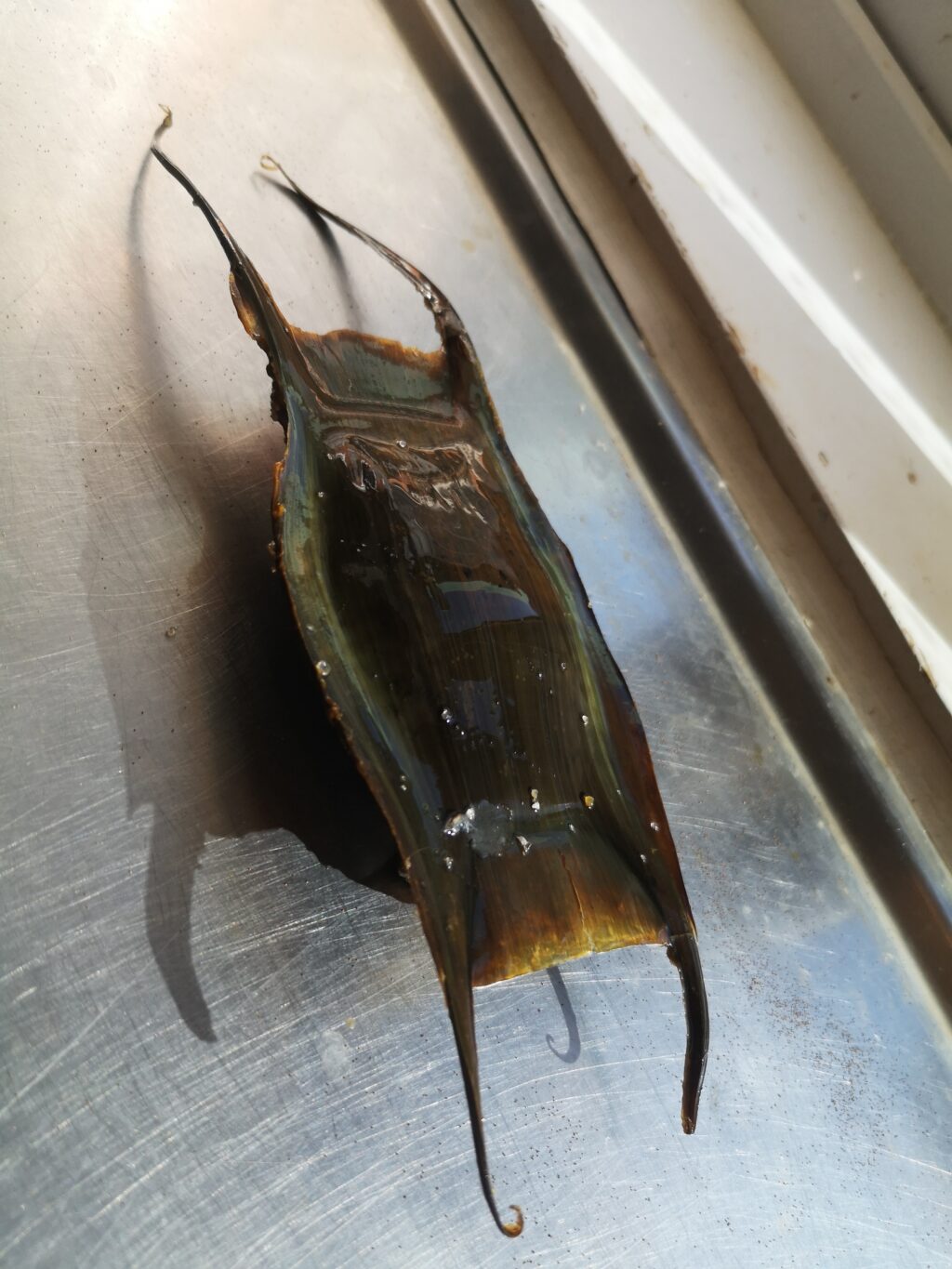 Haj- og Rokkeæg – Danmarks naturguide