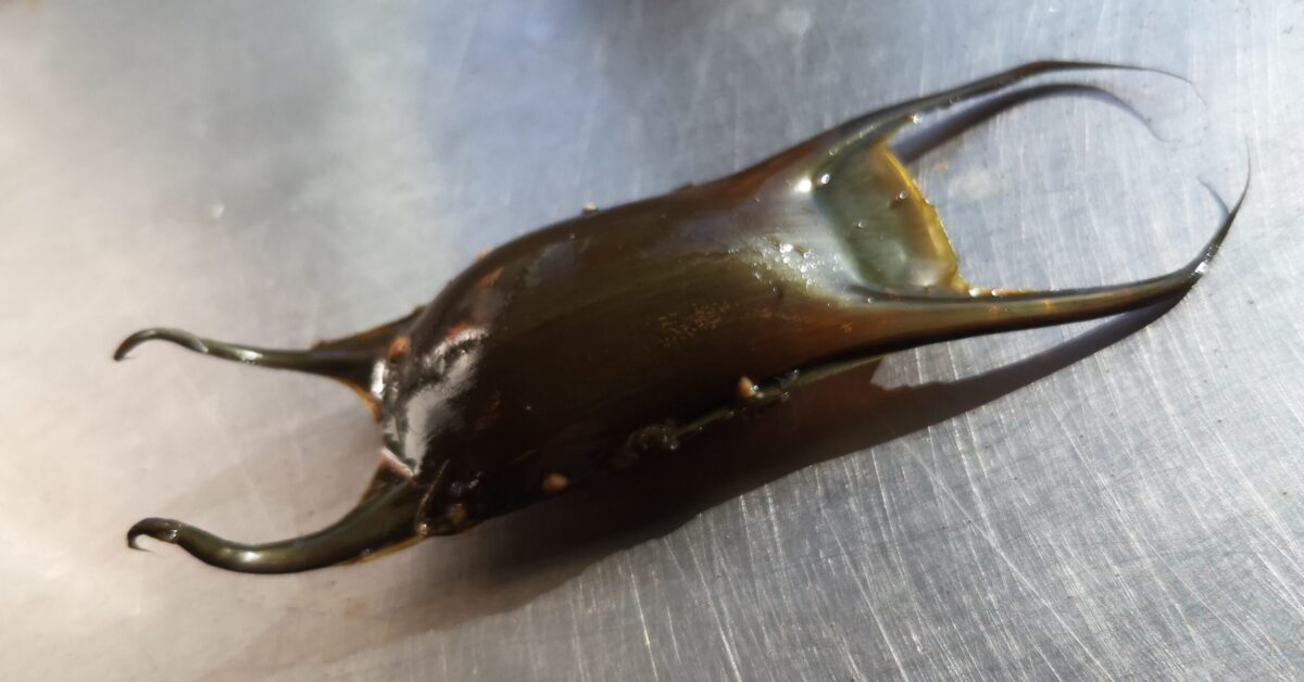 Haj- og Rokkeæg – Danmarks naturguide