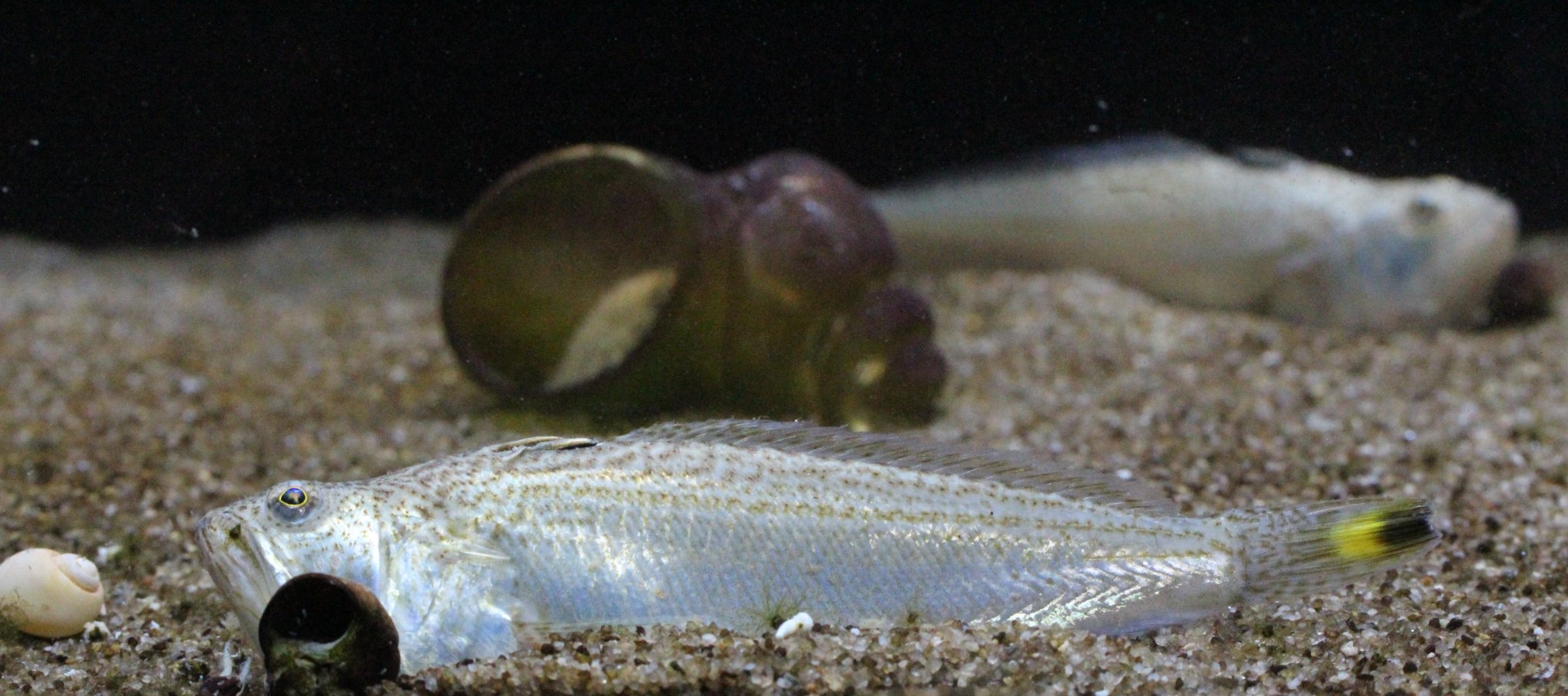 Lille fjæsing – En af de giftige – Danmarks naturguide